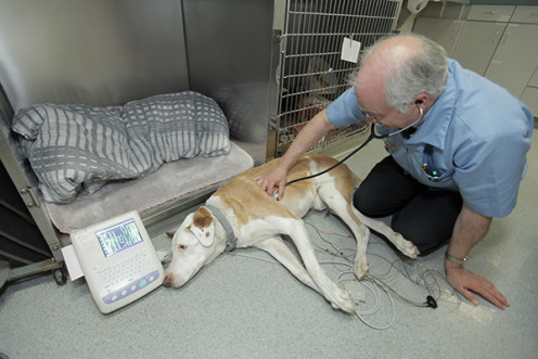 Pain Management in Palmdale, CA | Palmdale Veterinary Hospital